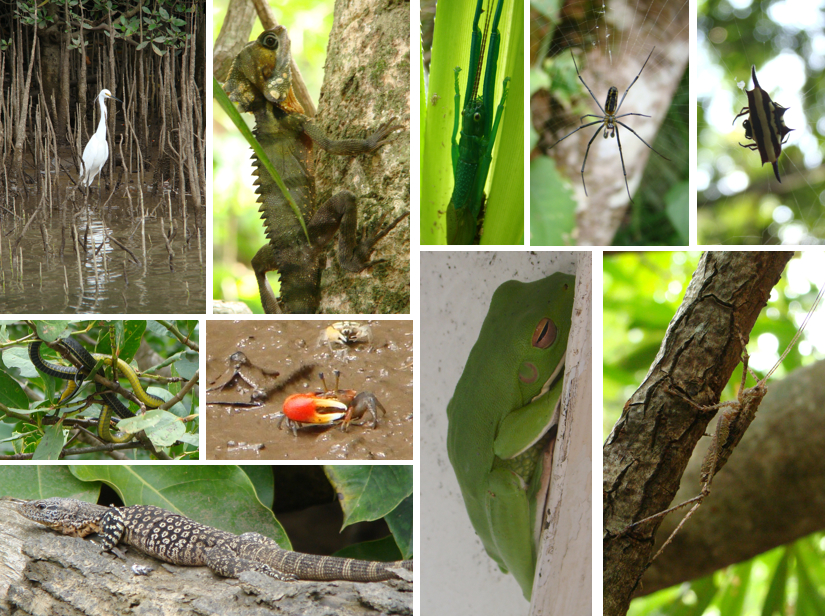 The wild mangroves and its many creatures | a.b. journey